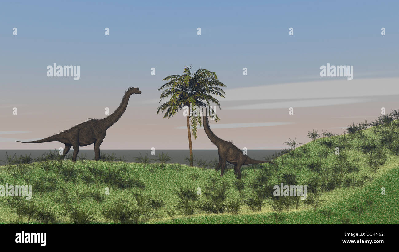 Two large Brachiosaurus grazing on a tall tree Stock Photo - Alamy