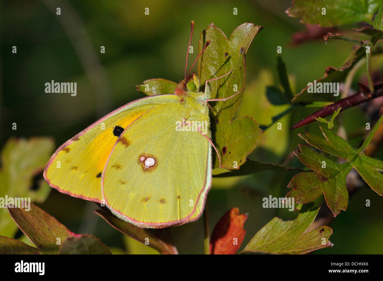 Clouded Yellow Butterfly - Colias croceus Female Underside on Hawthorn ...