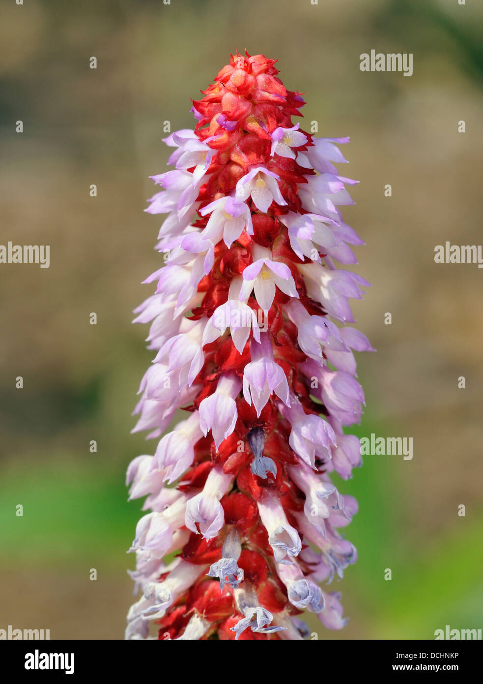 Orchid Primrose - Primula vialii Native of China Stock Photo - Alamy