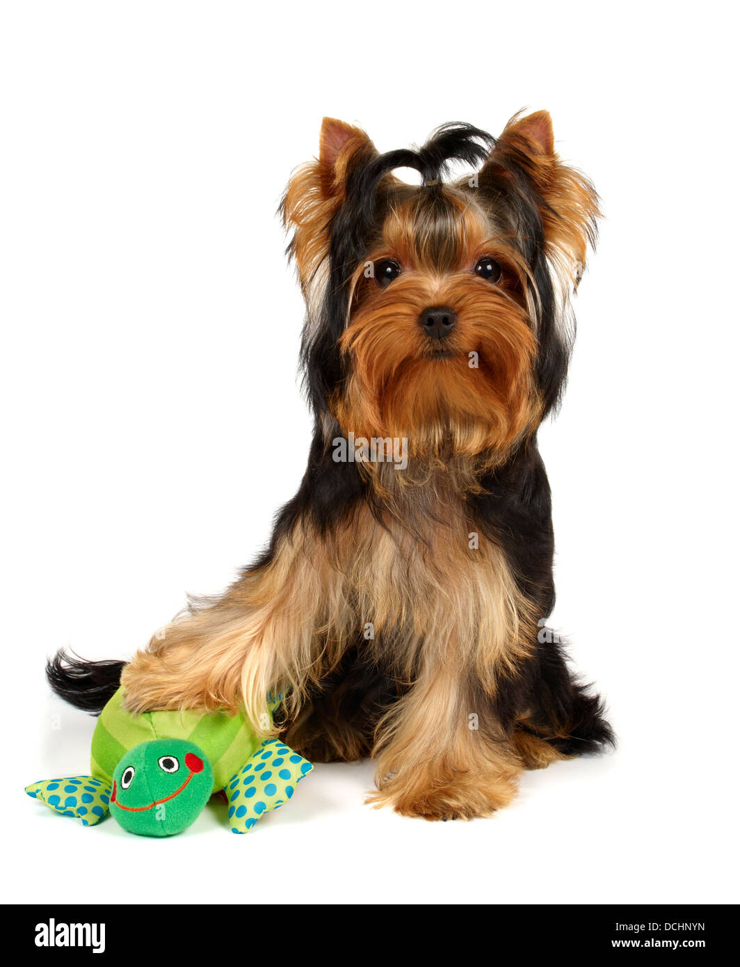 Yorkshire terrier mini toy hi-res stock photography and images - Alamy