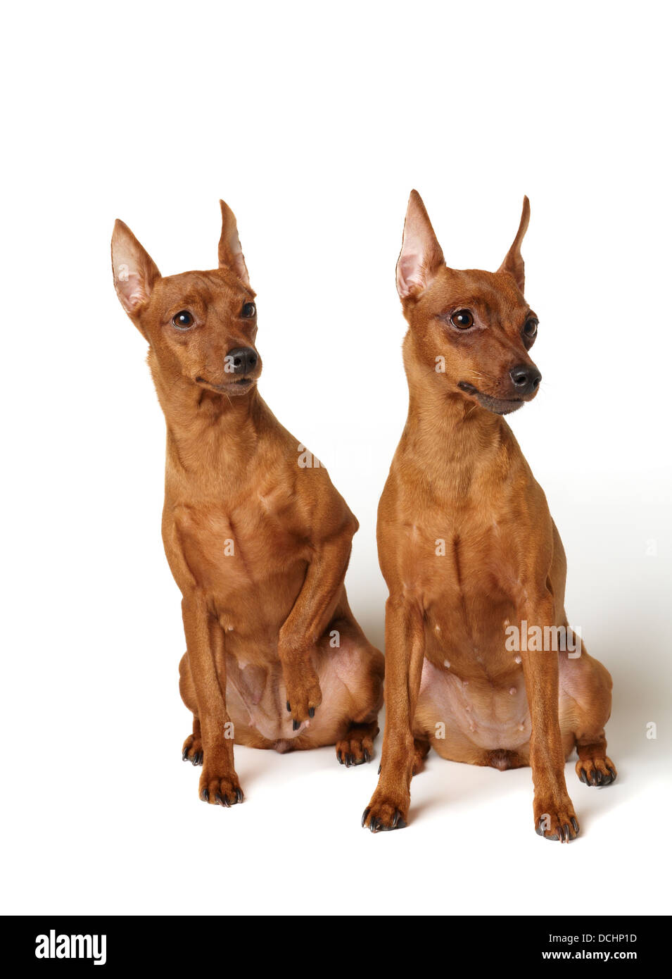Two Miniature Pinschers over white Stock Photo - Alamy