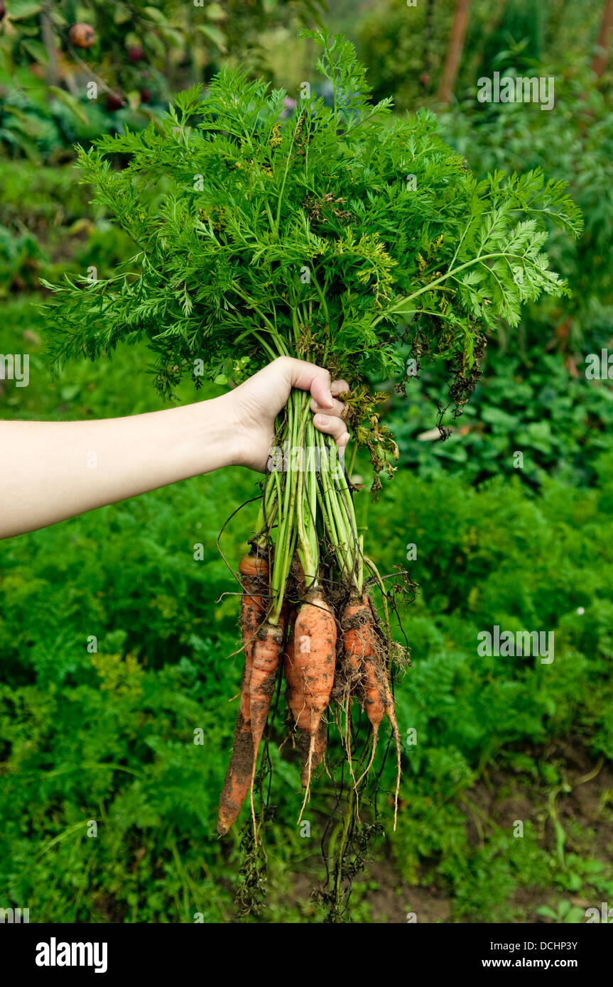 Harvest of carrots hi-res stock photography and images - Alamy