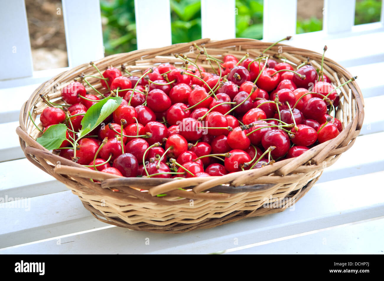 A basket full of fresh cherries Stock Photo - Alamy