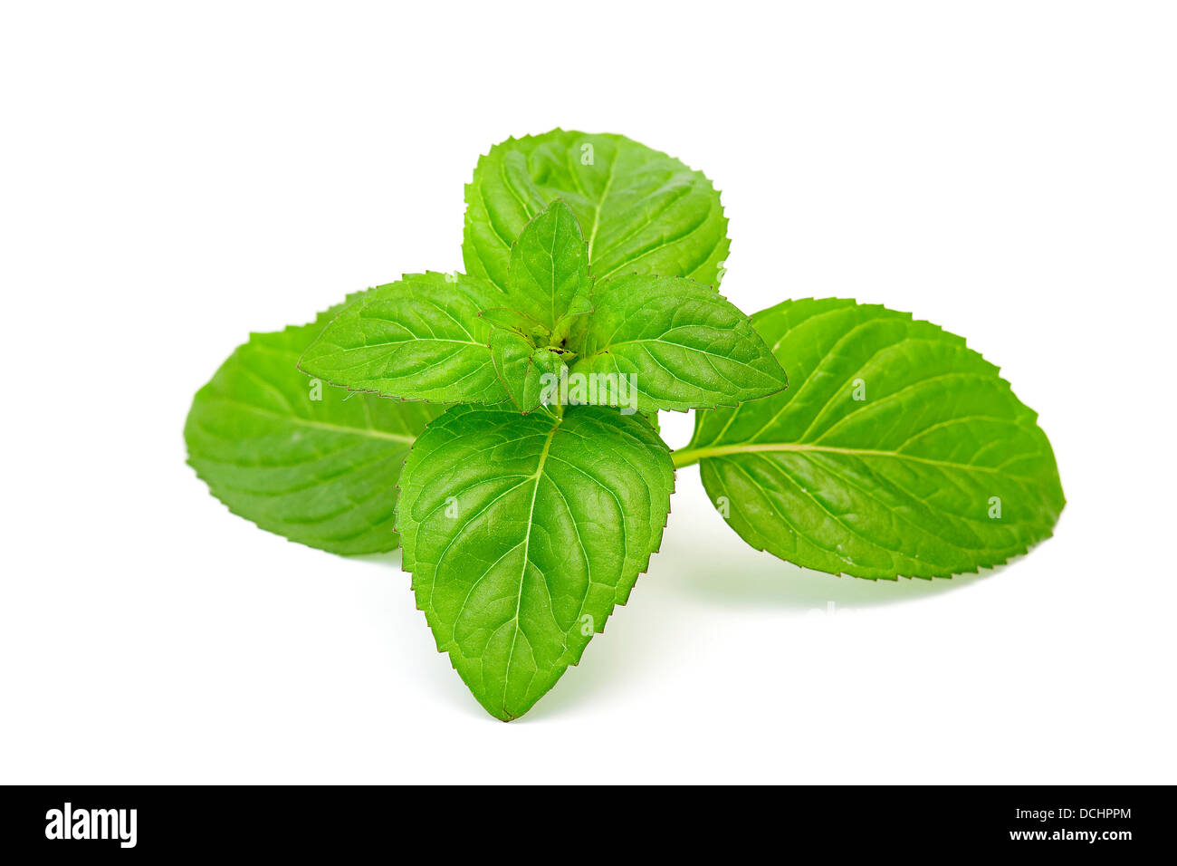 mint leaves isolated on white Stock Photo - Alamy