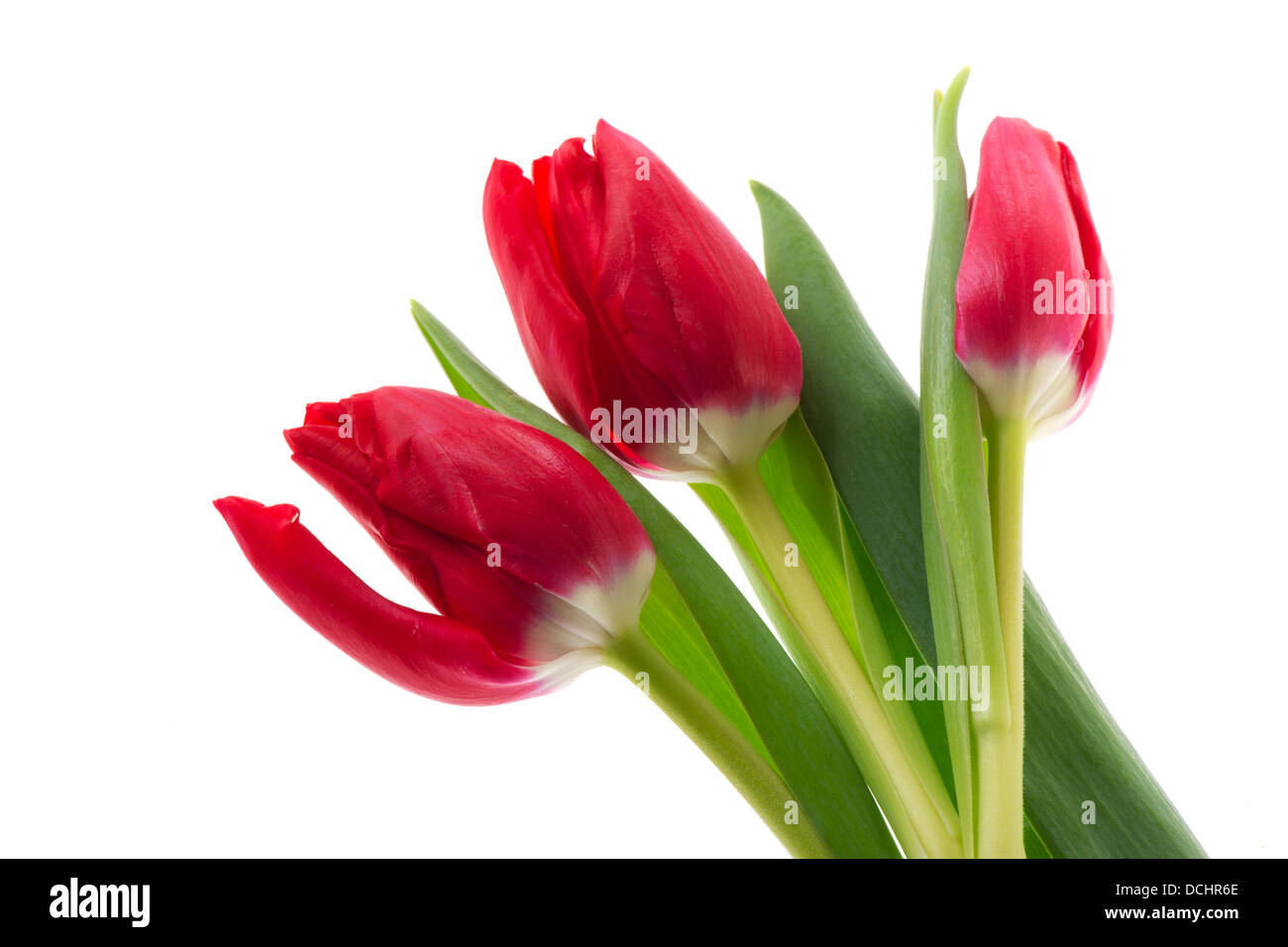 Tulips red white flowers Cut Out Stock Images & Pictures - Alamy