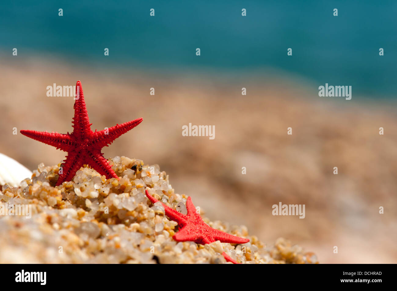 Animal starfish hi-res stock photography and images - Alamy