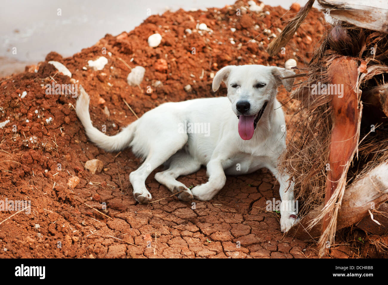 Greek stray dog Stock Photo - Alamy