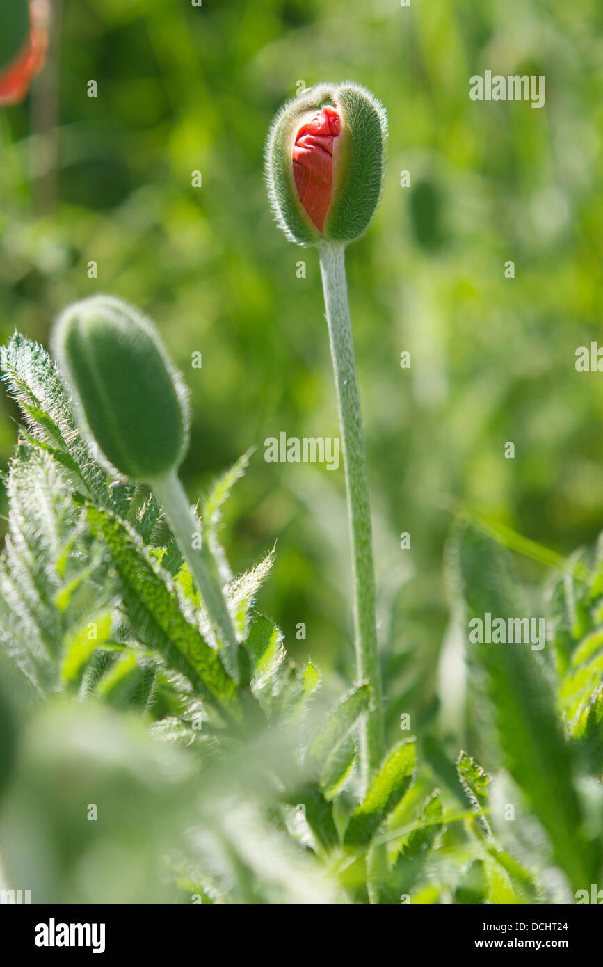 Close up of poppy buds Stock Photo - Alamy