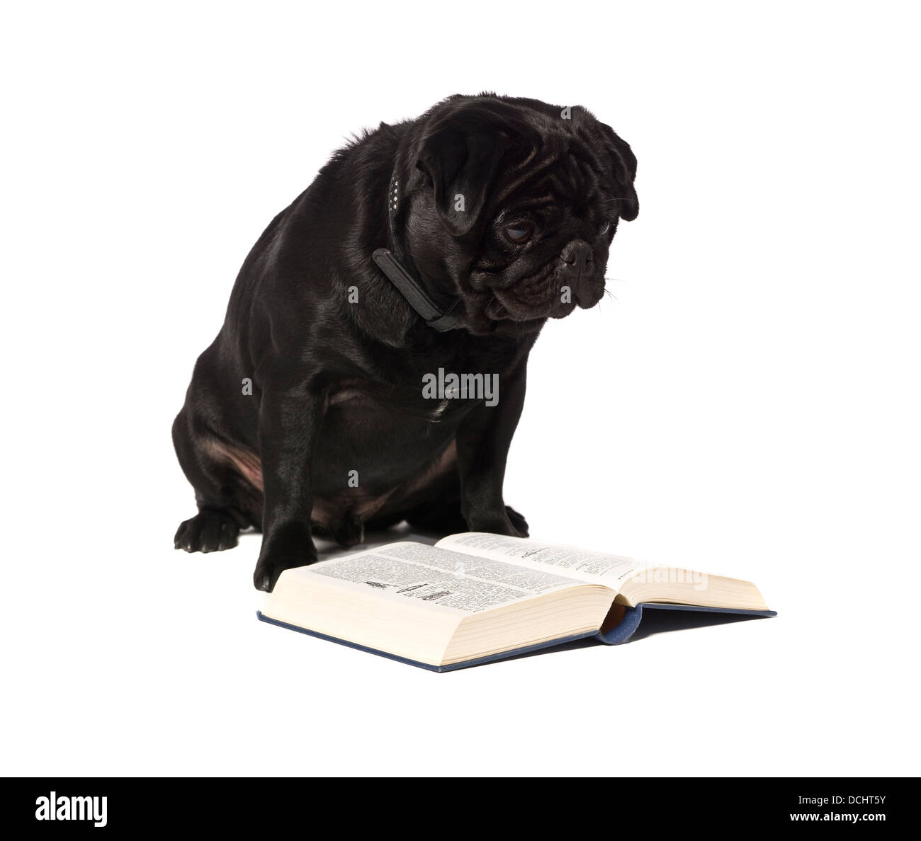 Dog reading a book Stock Photo - Alamy