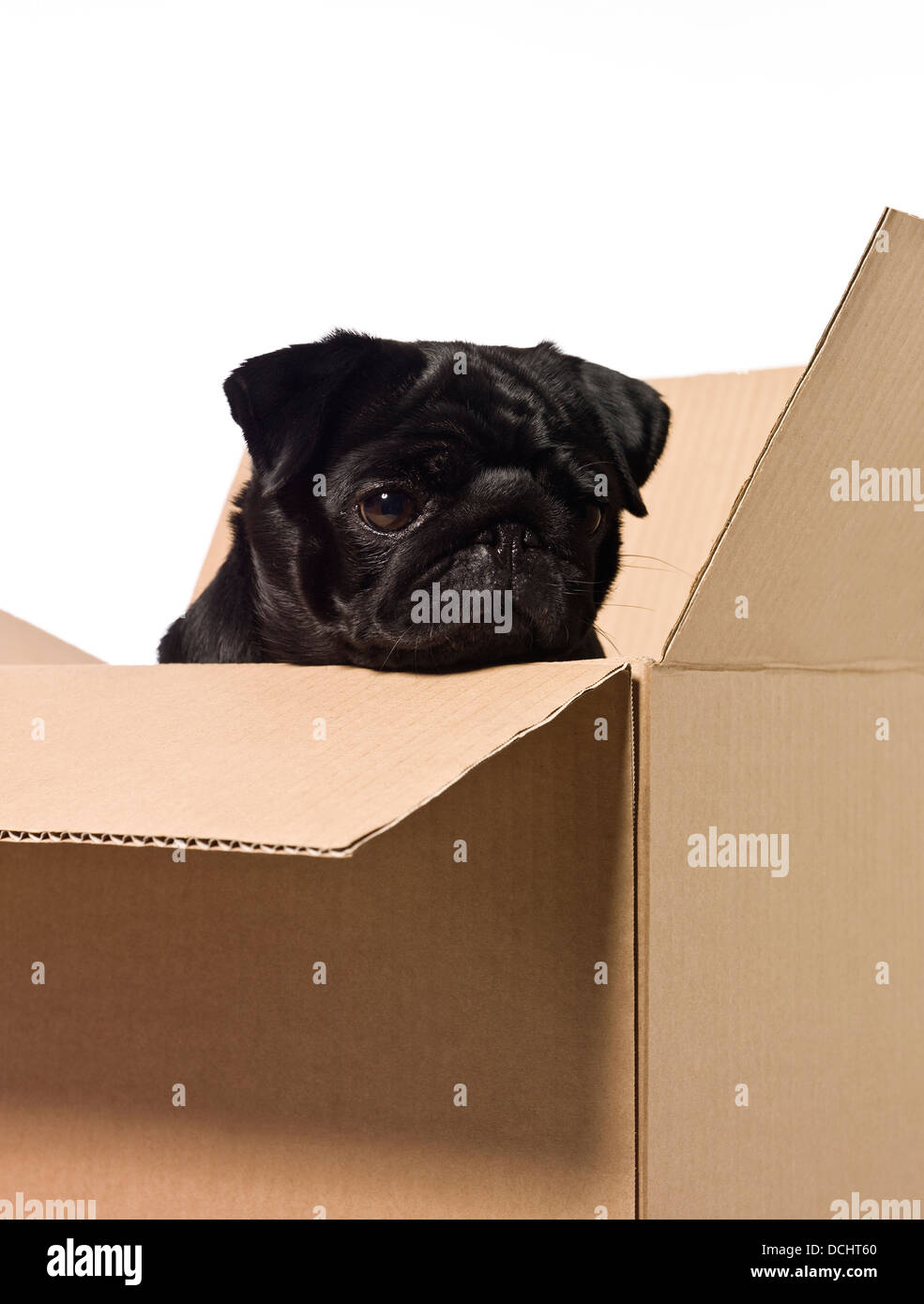 Dog in a box Stock Photo - Alamy