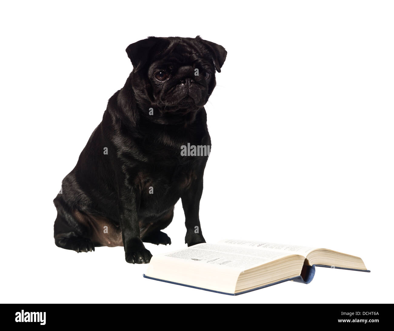 Dog reading a book Stock Photo - Alamy