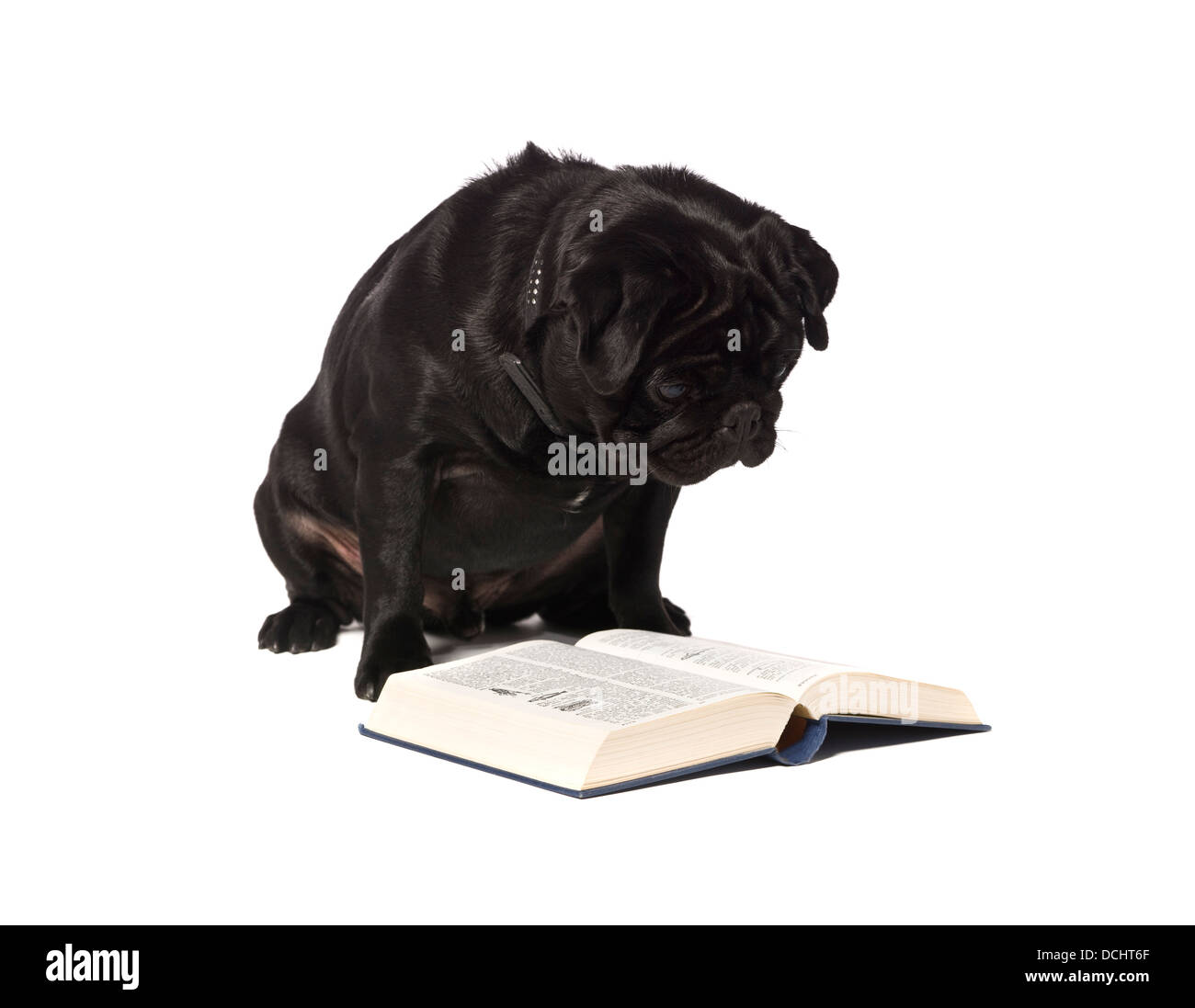 Dog reading a book Stock Photo - Alamy
