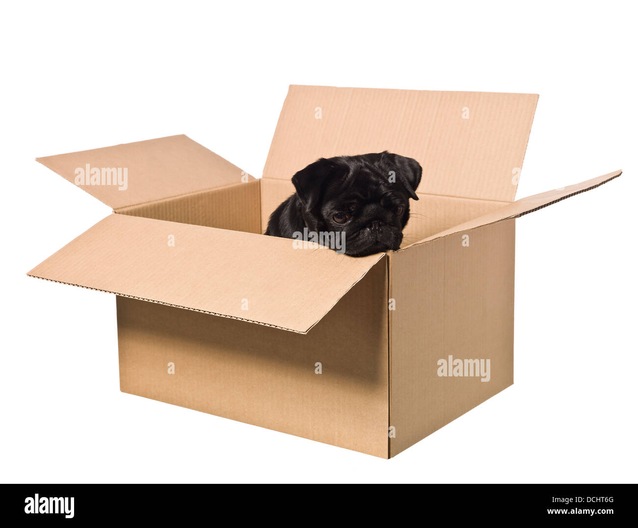 Dog in a box Stock Photo - Alamy