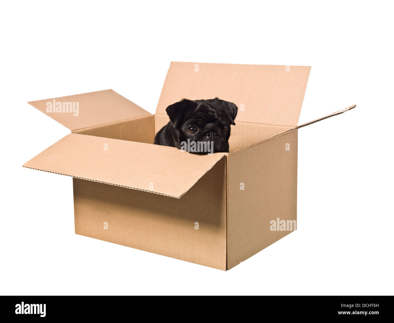 Dog in a box Stock Photo - Alamy