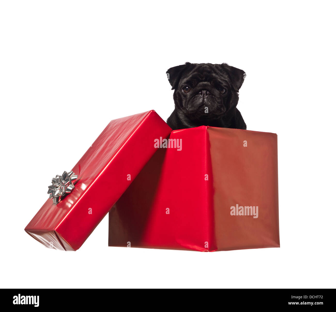 Dog in a gift box Stock Photo - Alamy