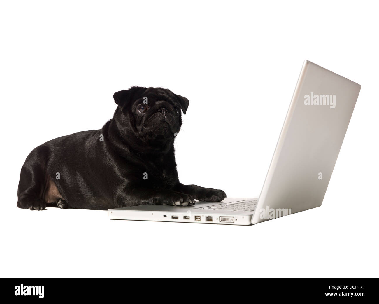 Black dog at the computer Stock Photo - Alamy