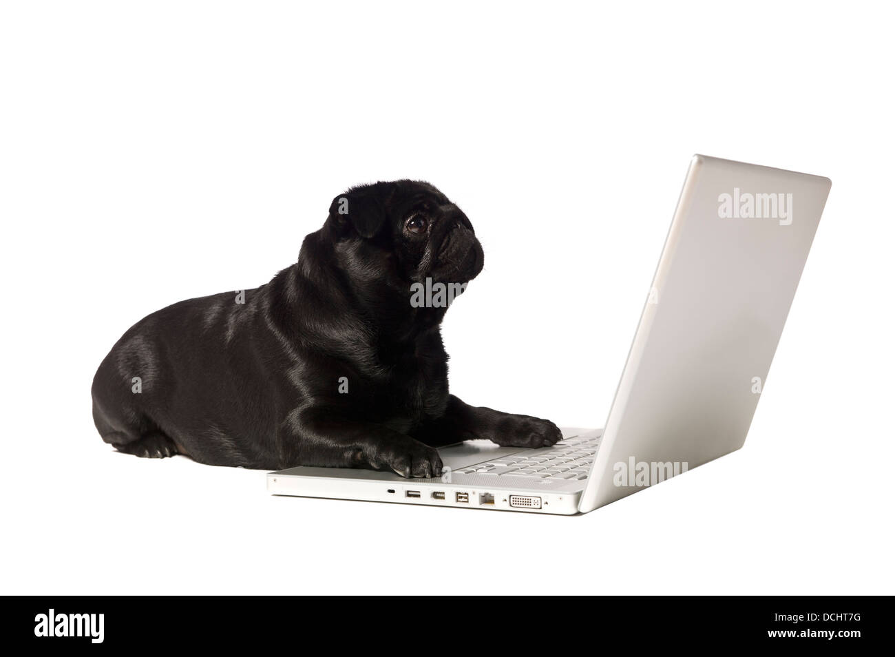 Black dog at the computer Stock Photo - Alamy