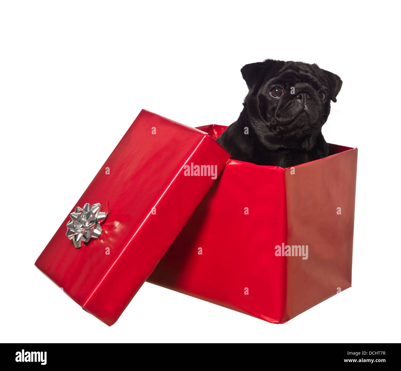 Dog in a gift box Stock Photo - Alamy