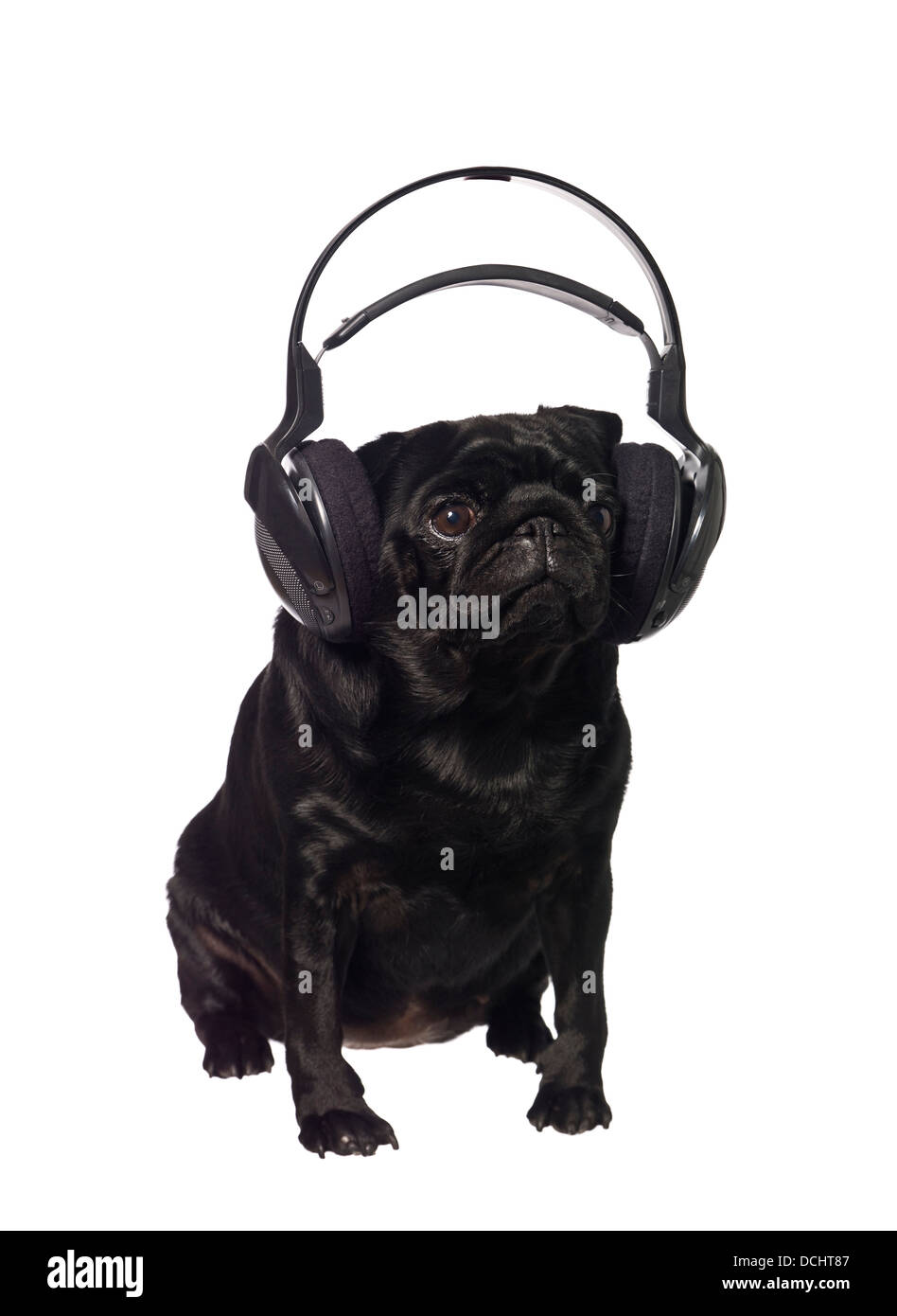 Black pug listening to music Stock Photo - Alamy