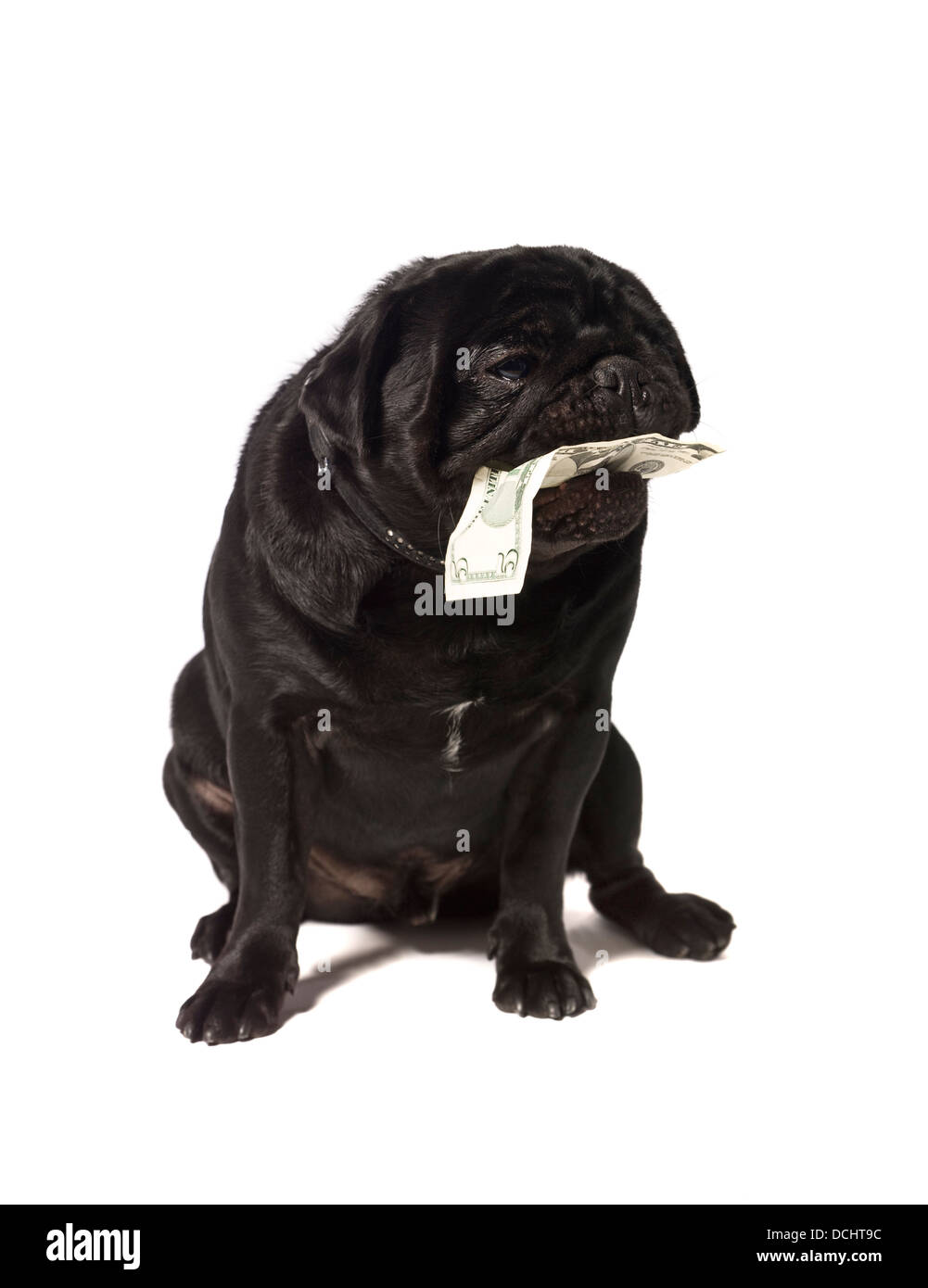 Black pug begging hi-res stock photography and images - Alamy