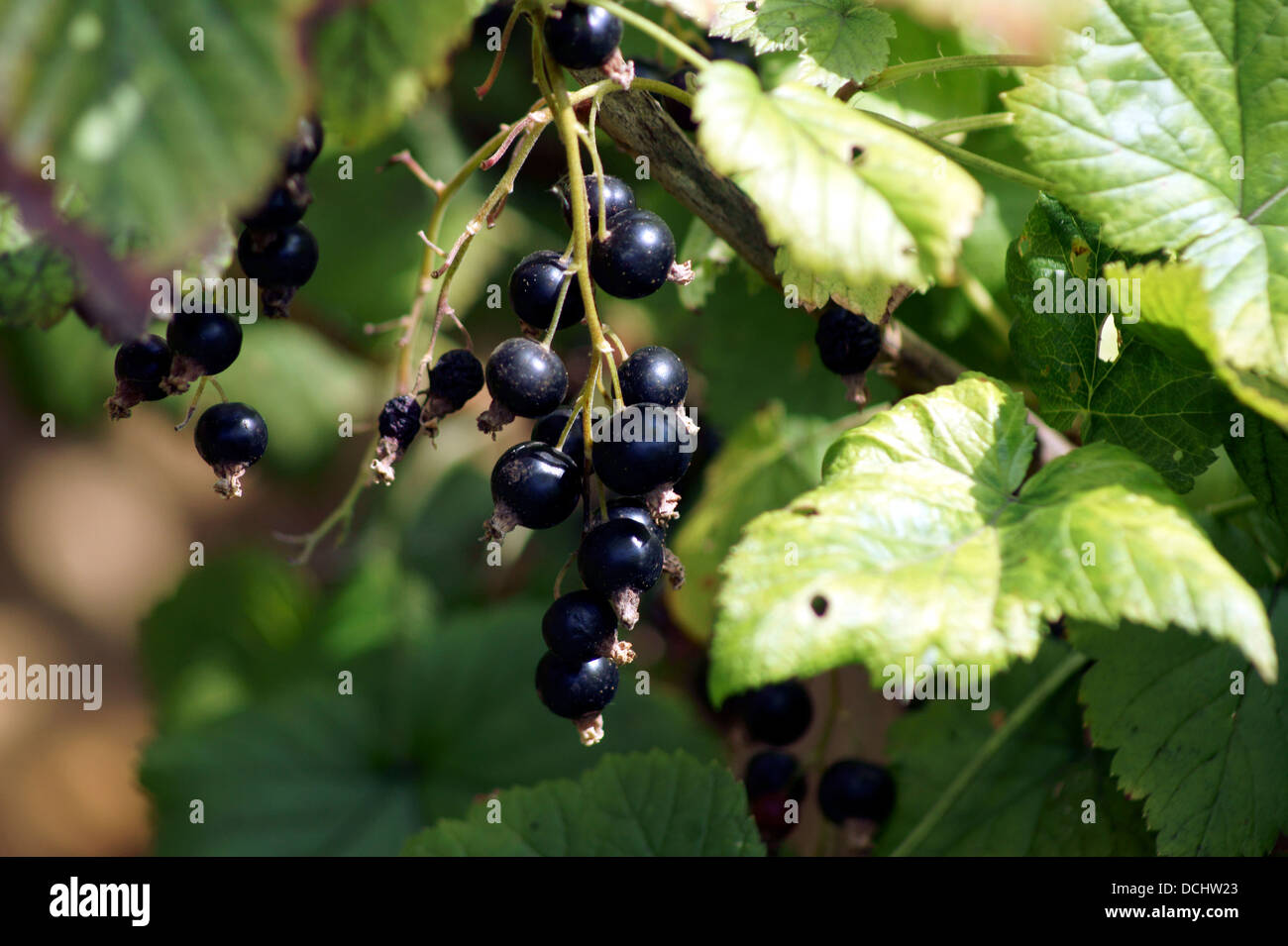Blackcurrant Flower Ribes Nigrum High Resolution Stock Photography and ...