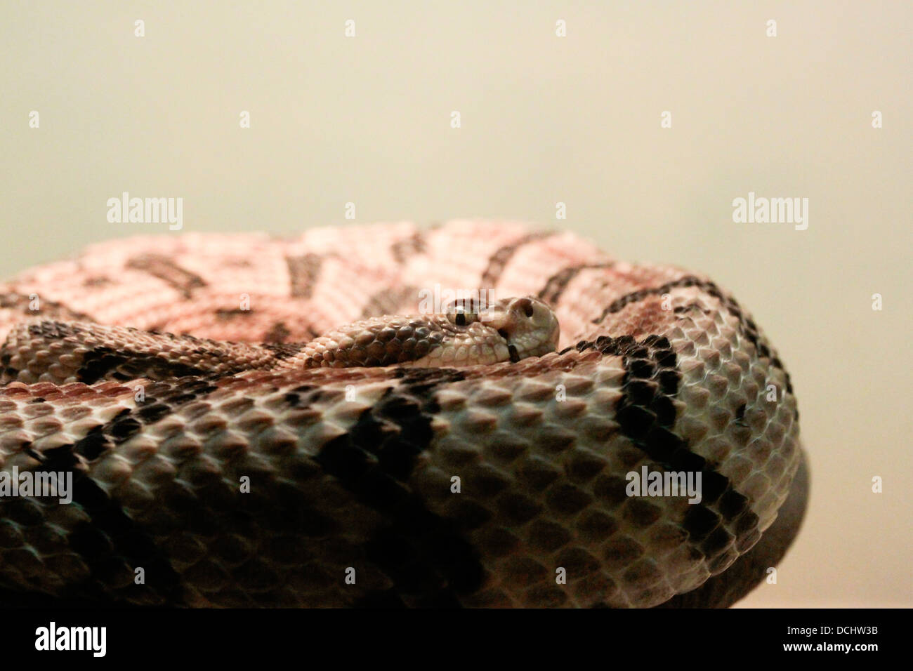 Closeup of a canebrake rattlesnake Stock Photo - Alamy