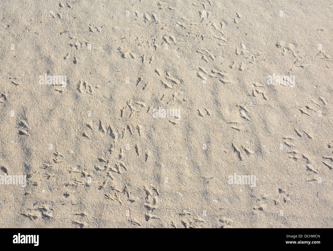 Small animal footprints hi-res stock photography and images - Alamy