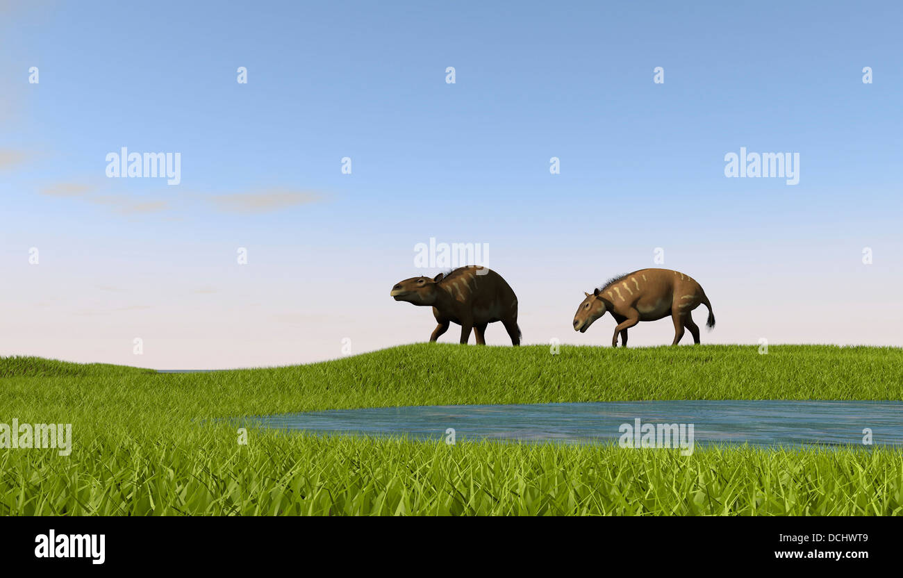 Eurohippus grazing along a swamp Stock Photo - Alamy