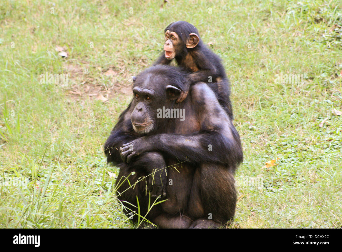 Group of chimps hi-res stock photography and images - Alamy