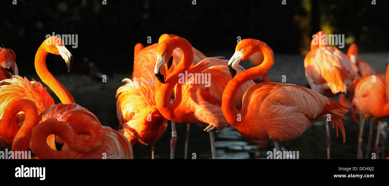 Pink flamingo at sunset hi-res stock photography and images - Alamy