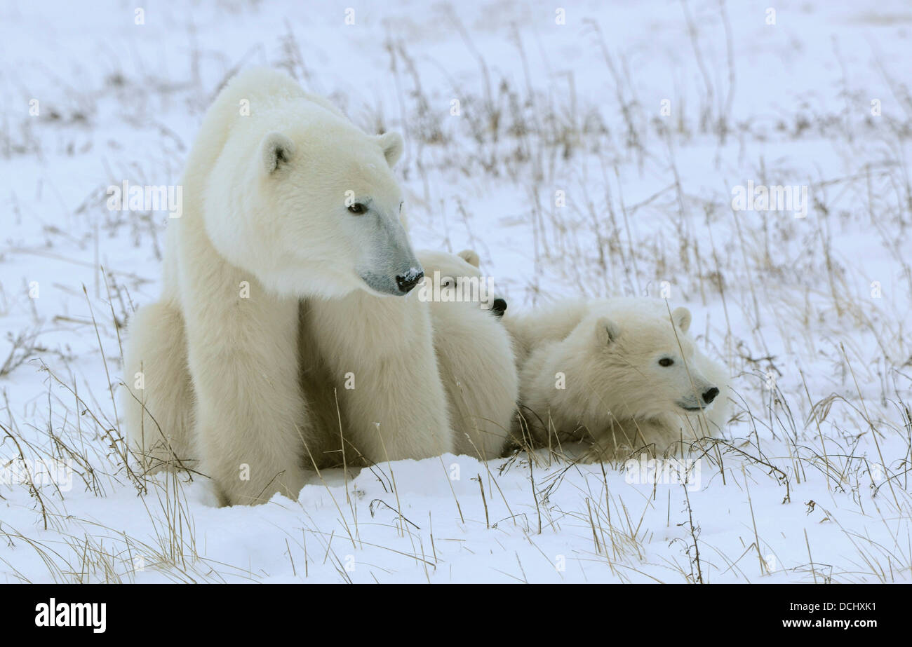 Polar she-bear with cubs Stock Photo - Alamy