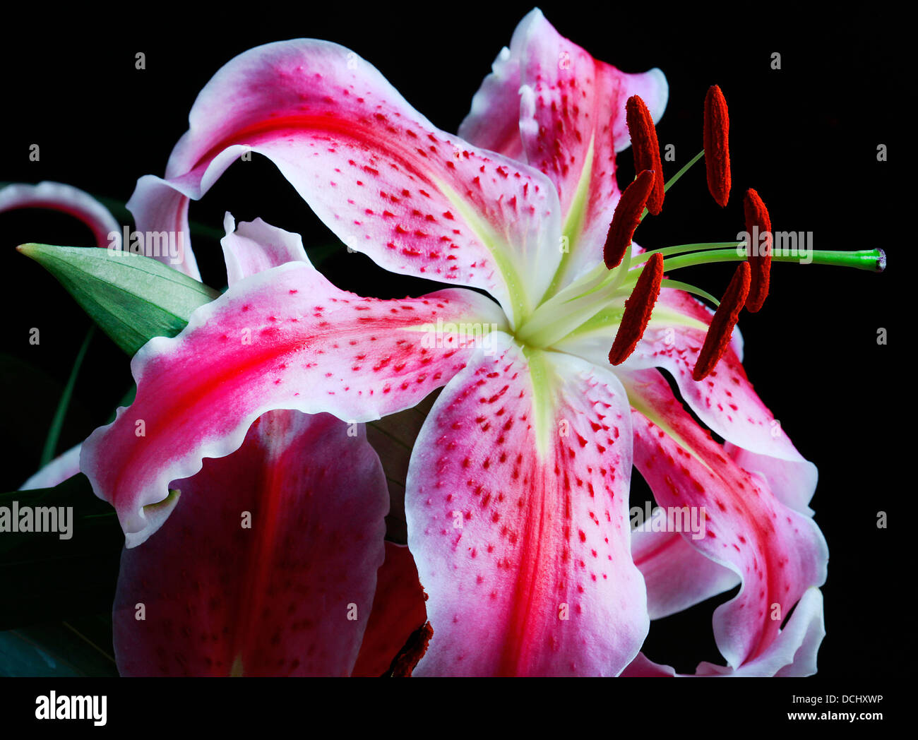Stargazer lily hi-res stock photography and images - Alamy
