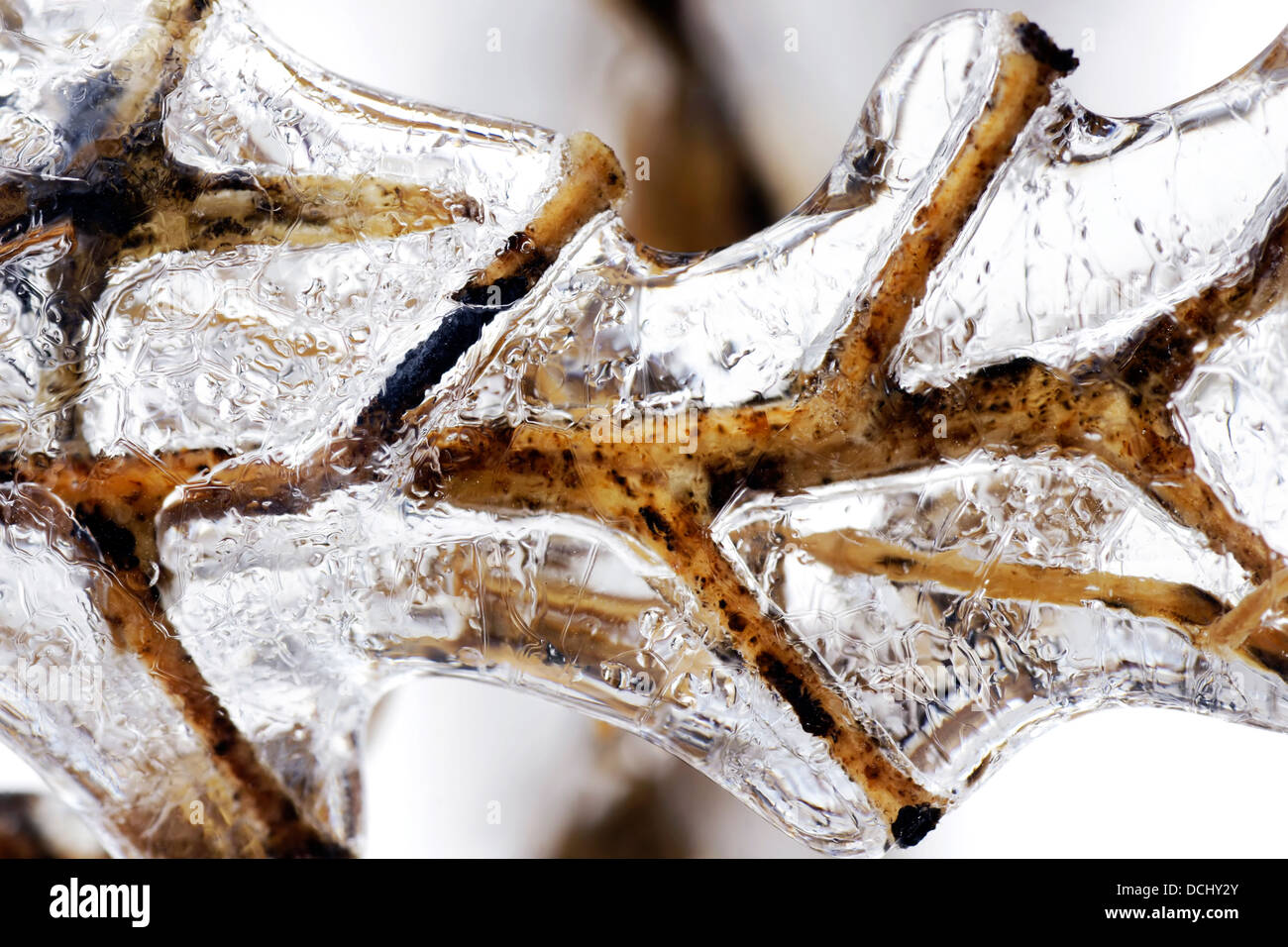 Twig in ice Stock Photo - Alamy
