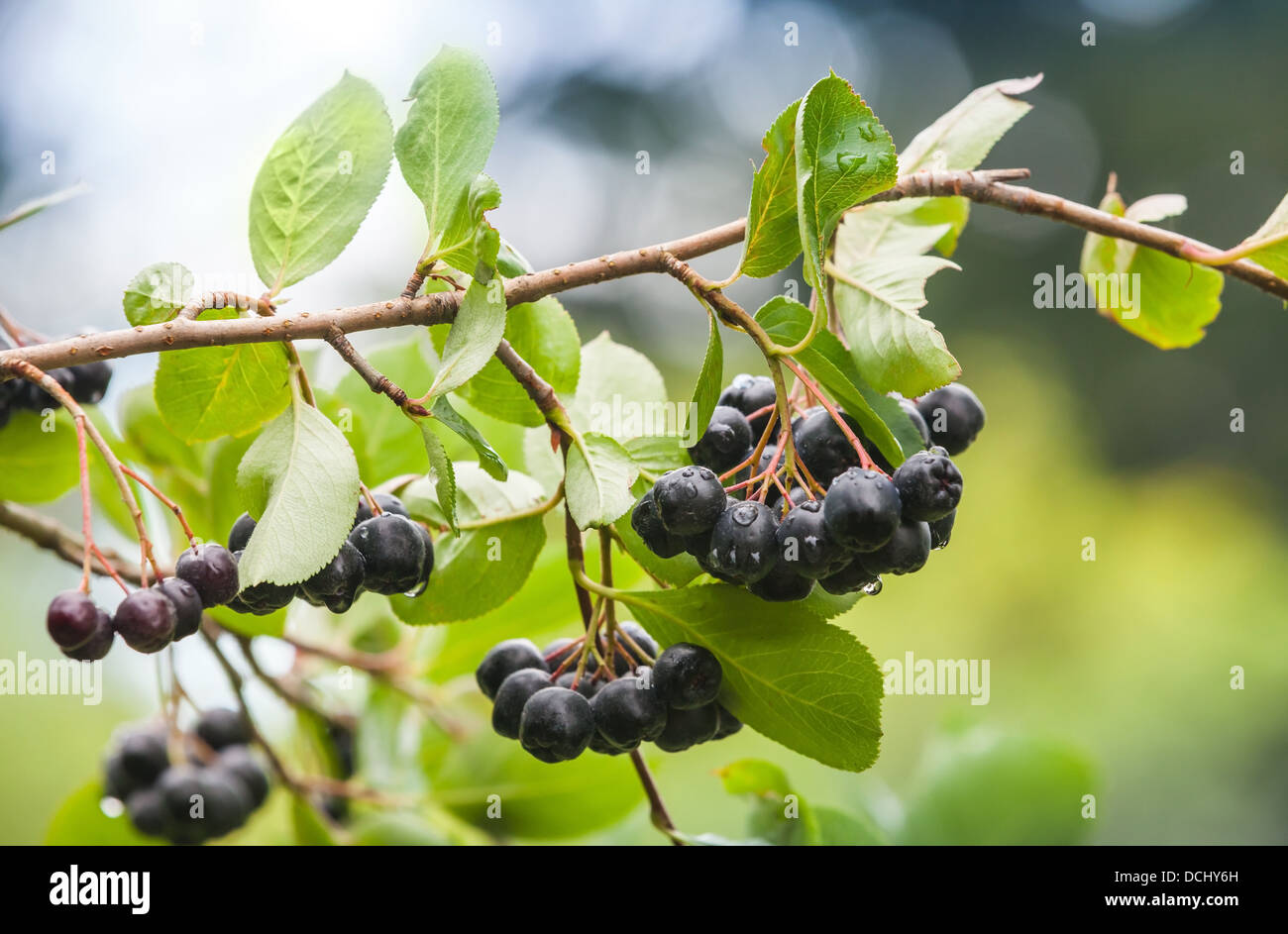 Black chokeberry tree hi-res stock photography and images - Alamy