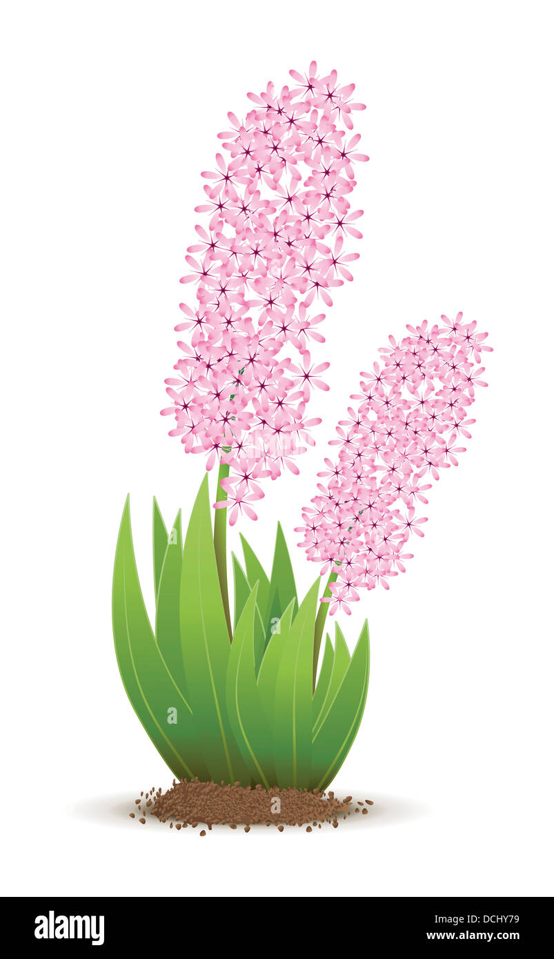 Hyacinth flower vector Cut Out Stock Images & Pictures - Alamy