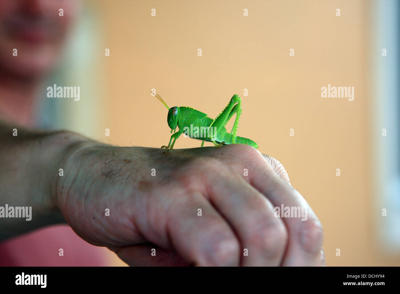 Grasshopper on a mans hand Stock Photo - Alamy