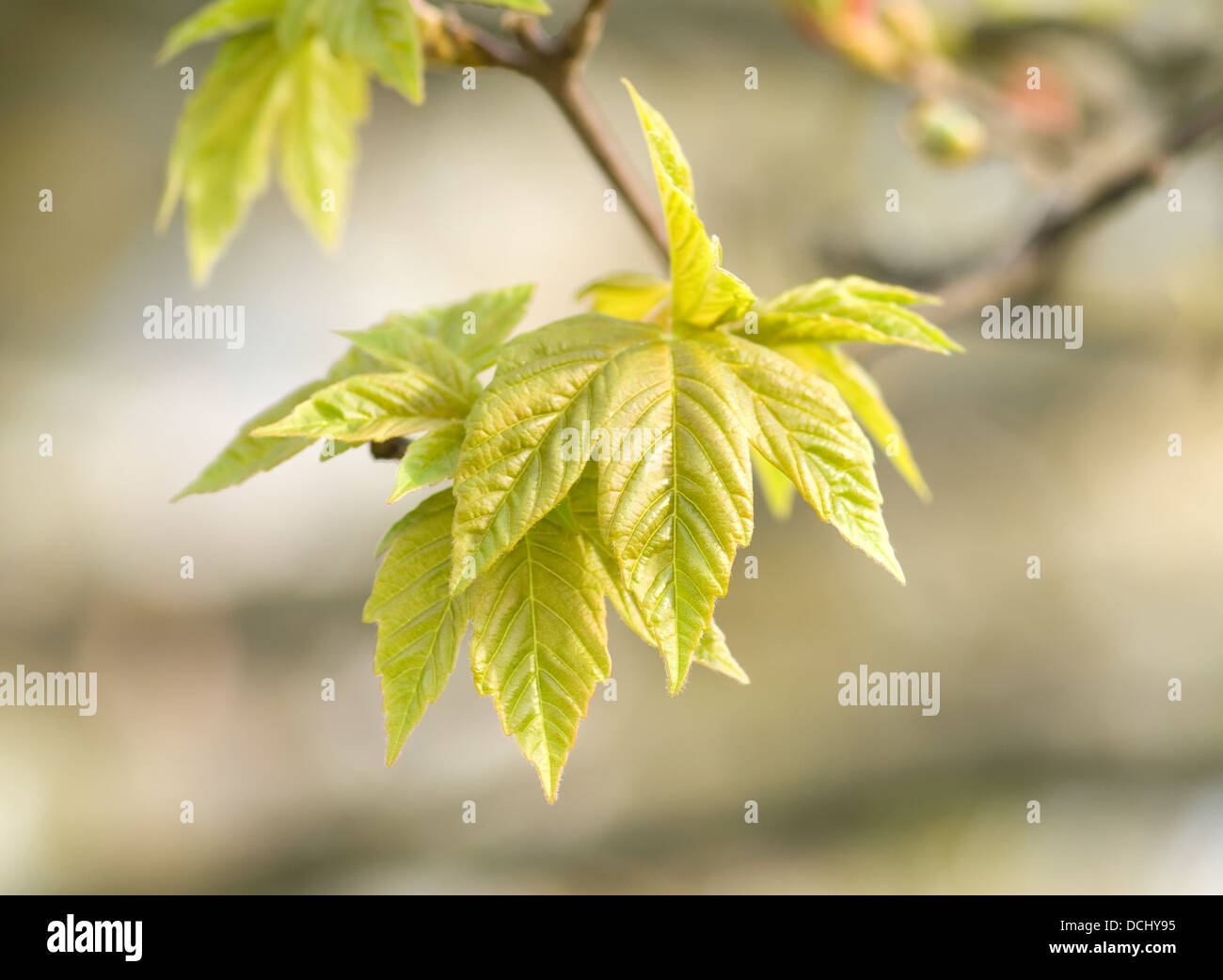 Young elm leaves hi-res stock photography and images - Alamy