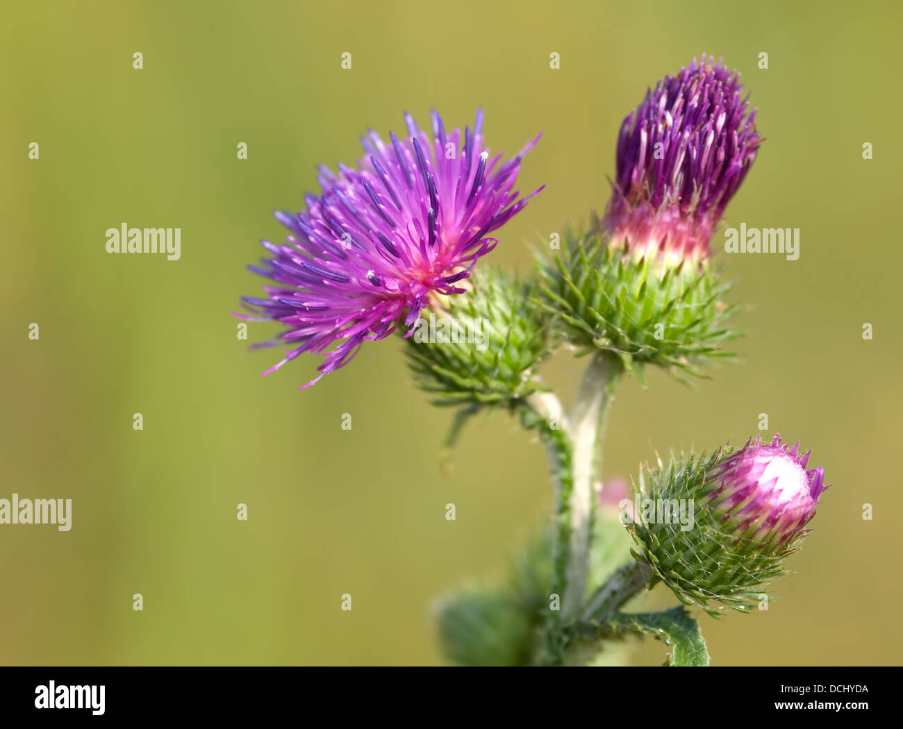 bur thorny flower. (Arctium lappa) on green background Stock Photo - Alamy