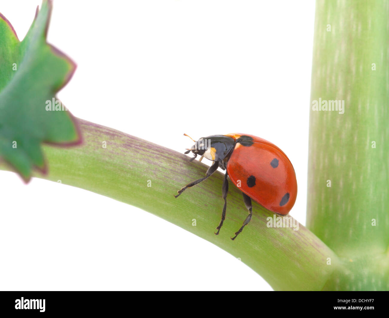 ladybug on a plant Stock Photo - Alamy