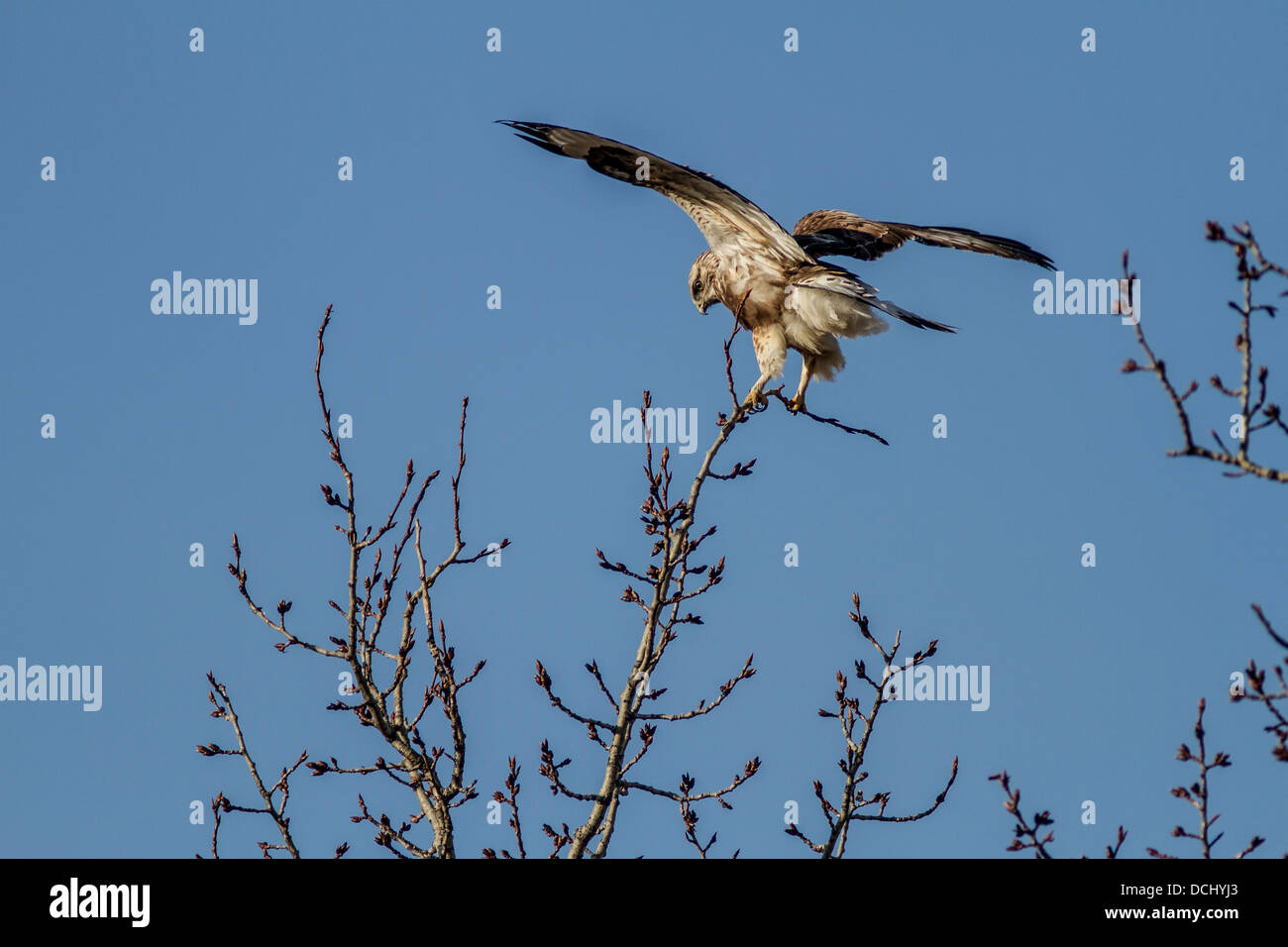 Golden Eagle (Aquila chrysaetos) Majestic, colorful, raptor, landing on ...