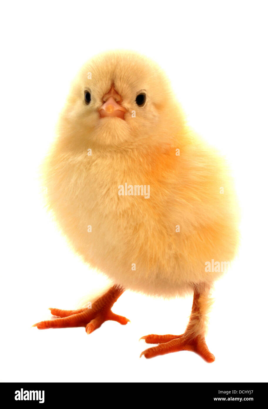 young yellow chicken on a white background Stock Photo - Alamy