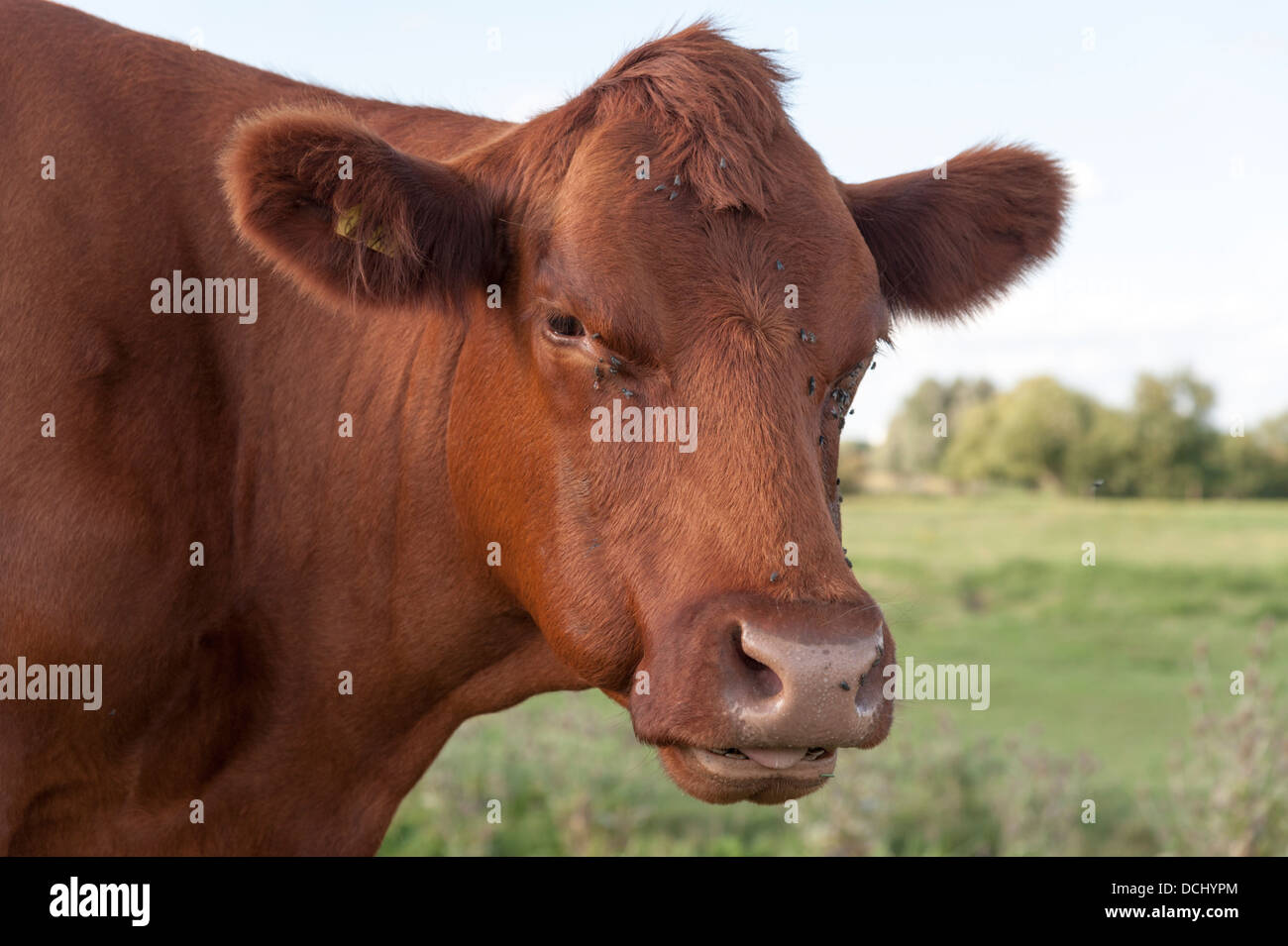 Portrait of a cow Stock Photo - Alamy