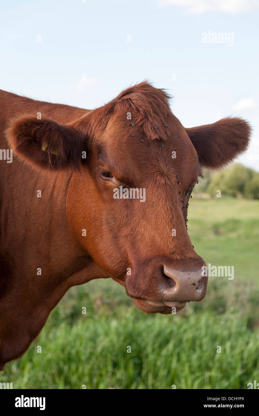 Portrait of a cow Stock Photo - Alamy