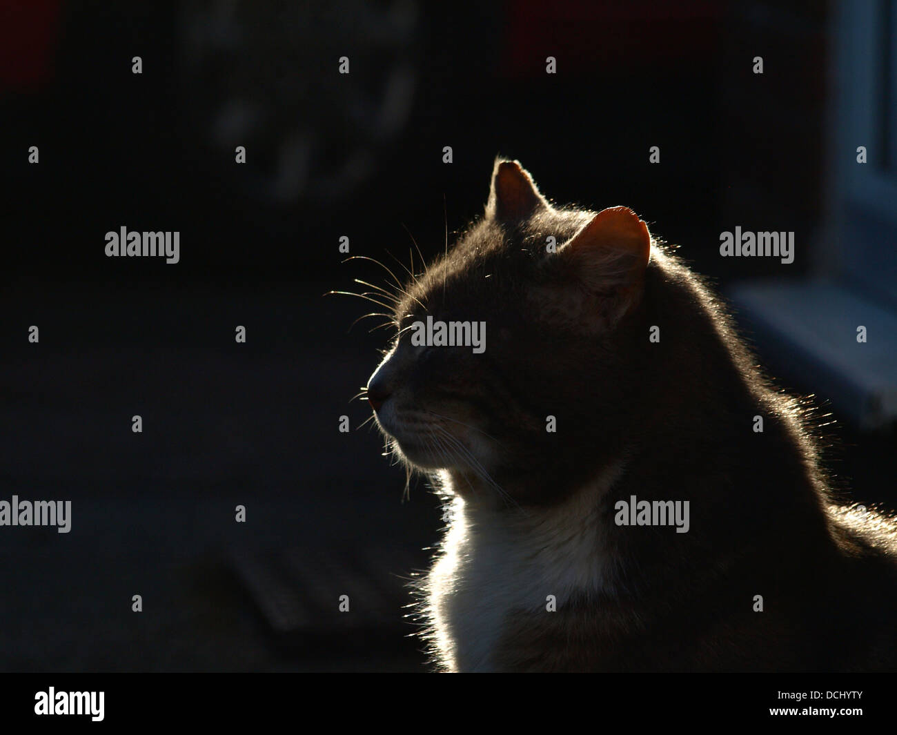 Grey cat profile backlit Stock Photo - Alamy