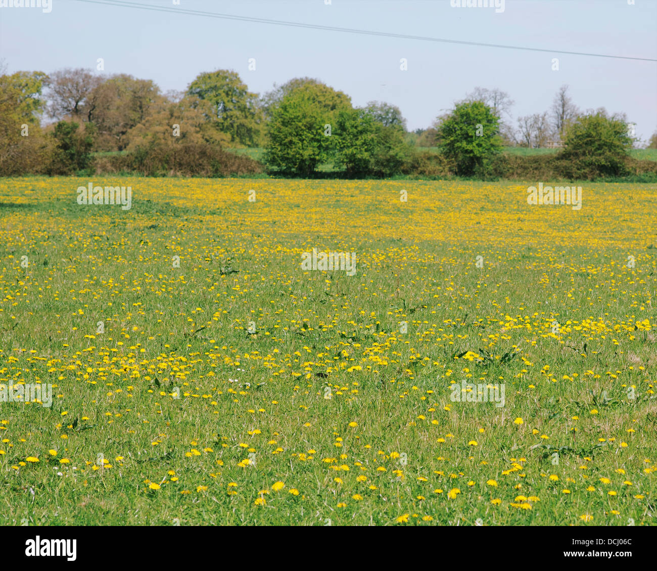 FIELD OF WILD FLOWERS WILTSHIRE ENGLAND Stock Photo - Alamy