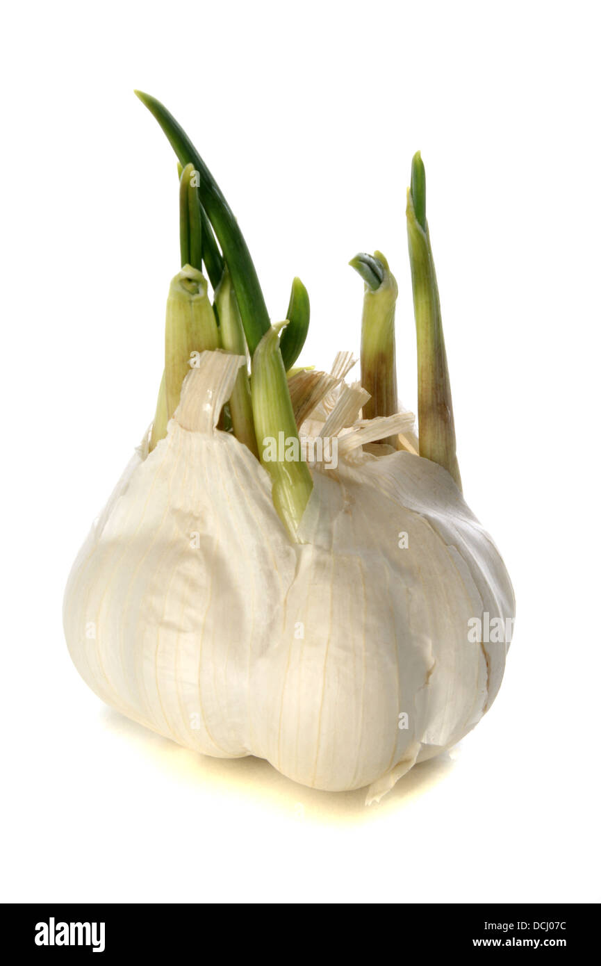 one organic garlic and a white background Stock Photo - Alamy