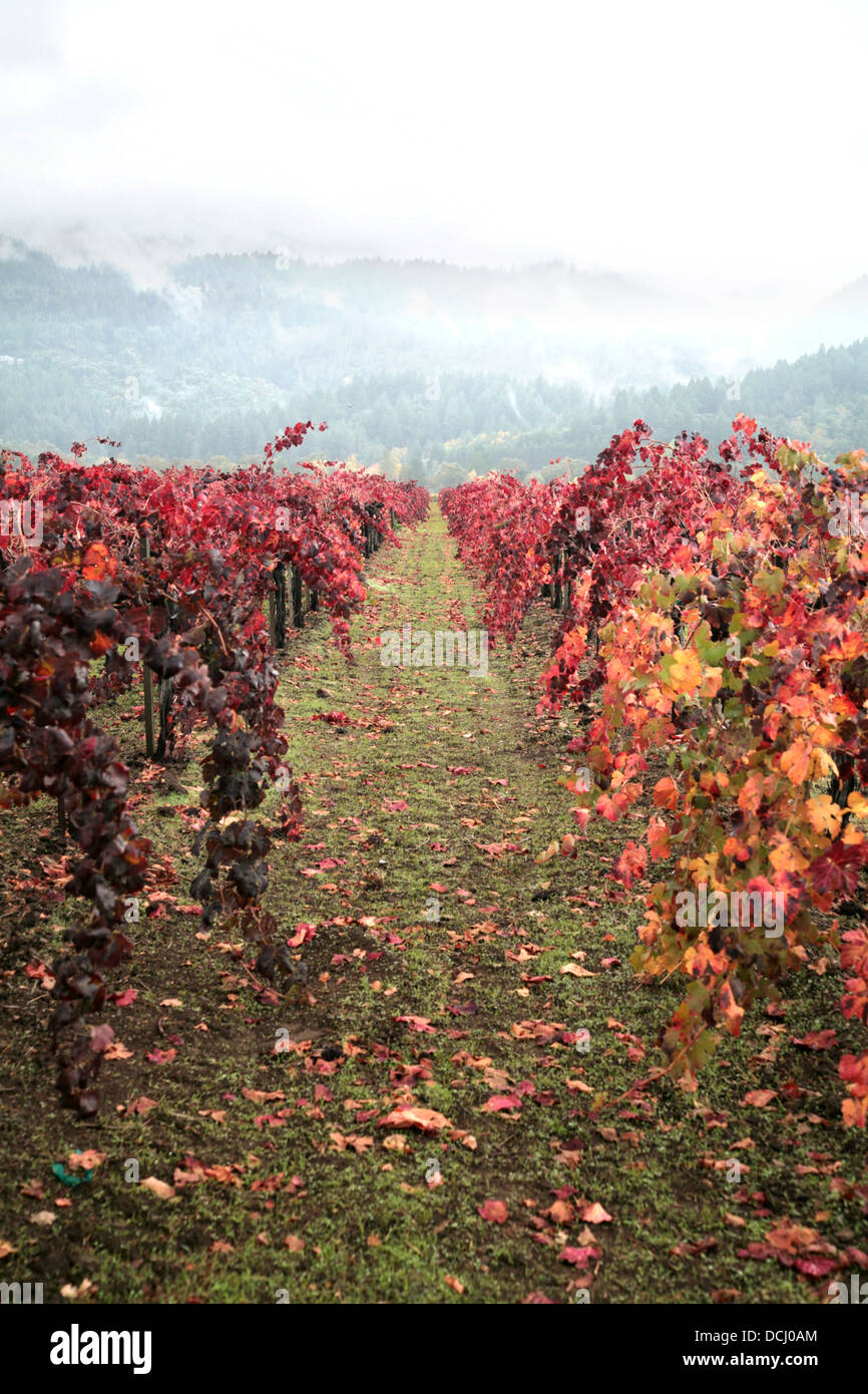 Napa fall hi-res stock photography and images - Alamy