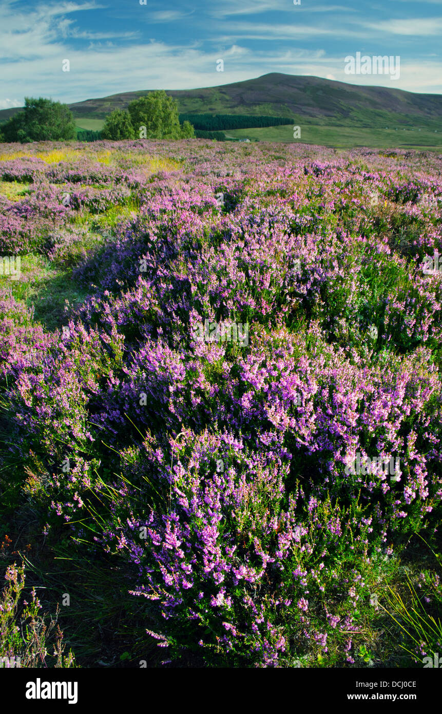 a portrait of heather in flower in a scenic landscape , cromdale hills ...