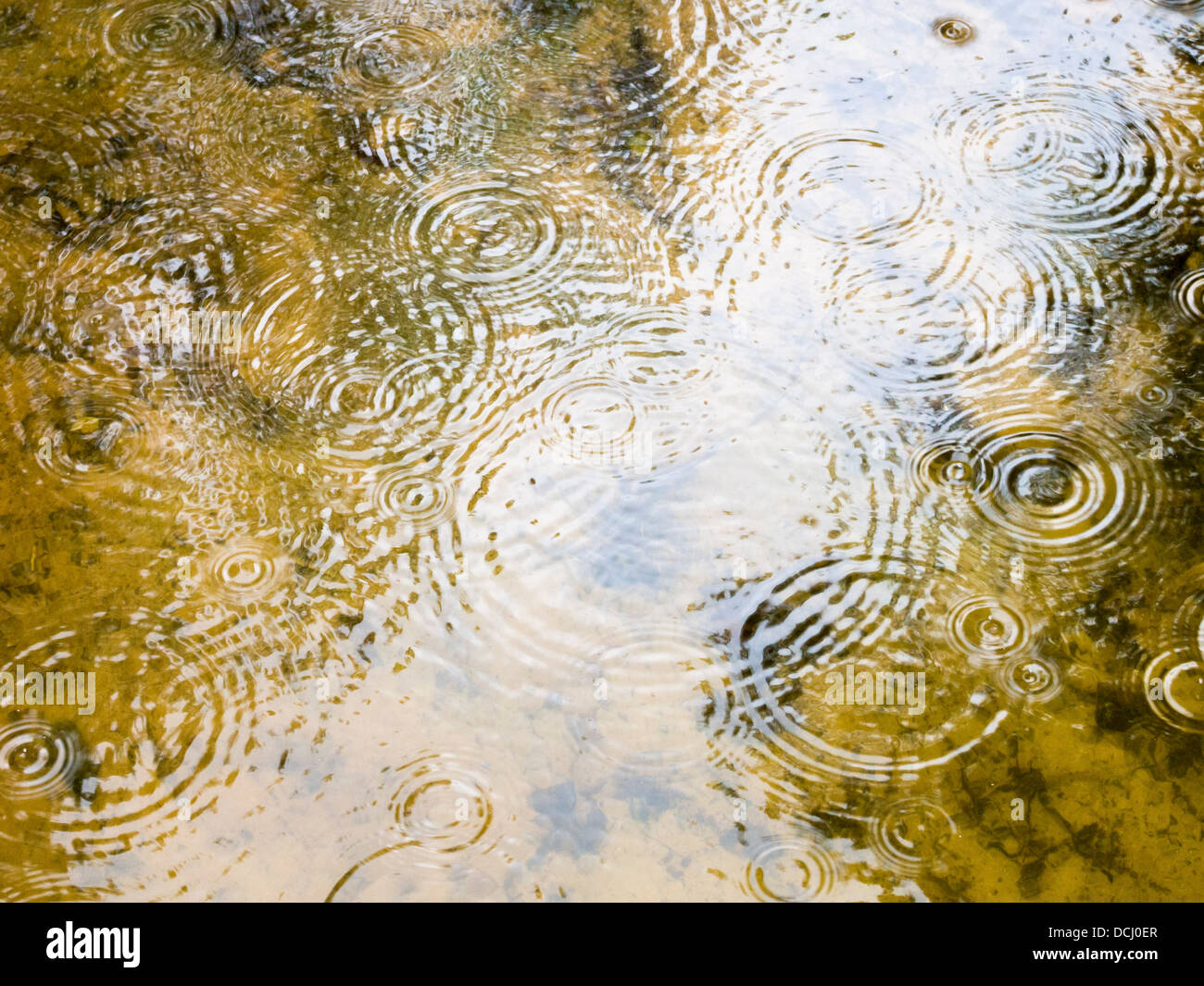 big puddle surface with scenic circles of falling raindrops Stock Photo ...