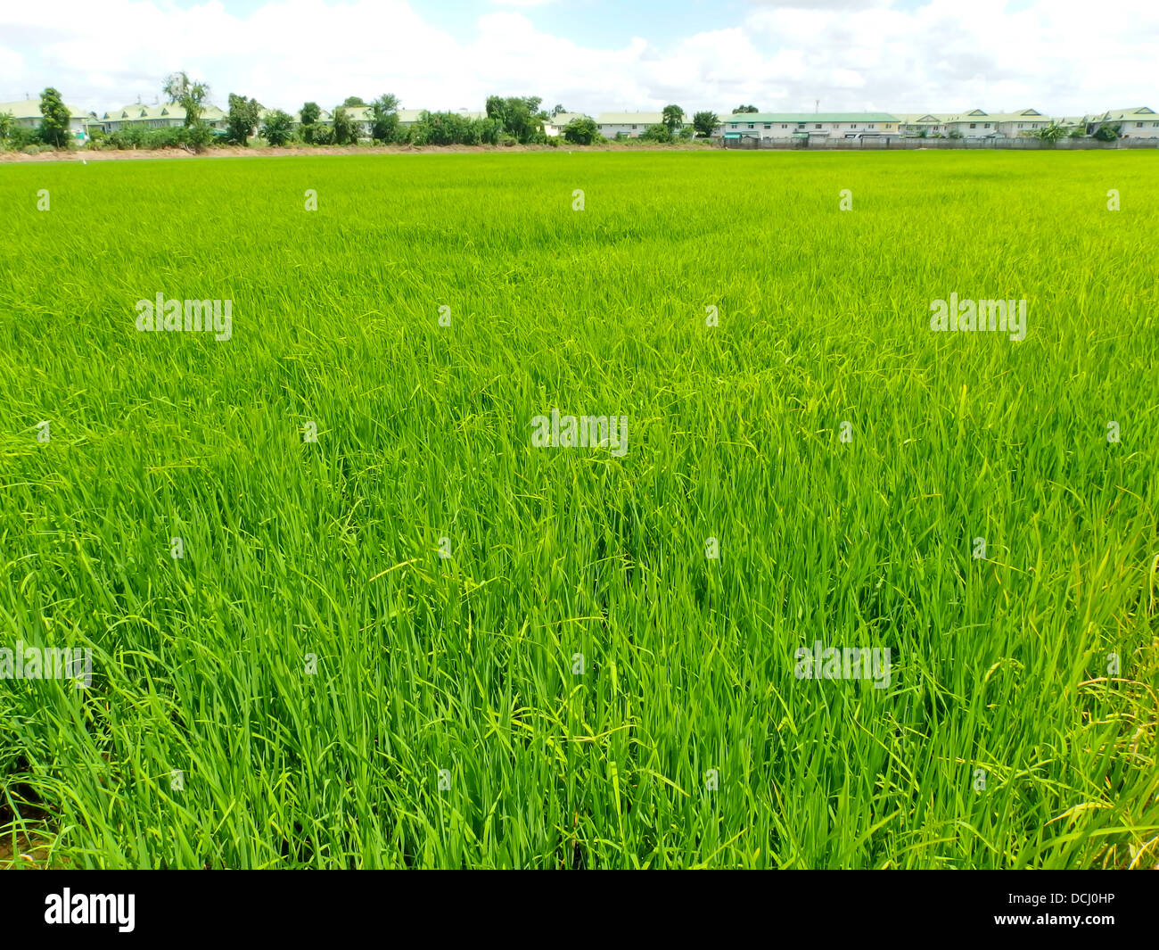 Rice seedlings paddy hi-res stock photography and images - Alamy